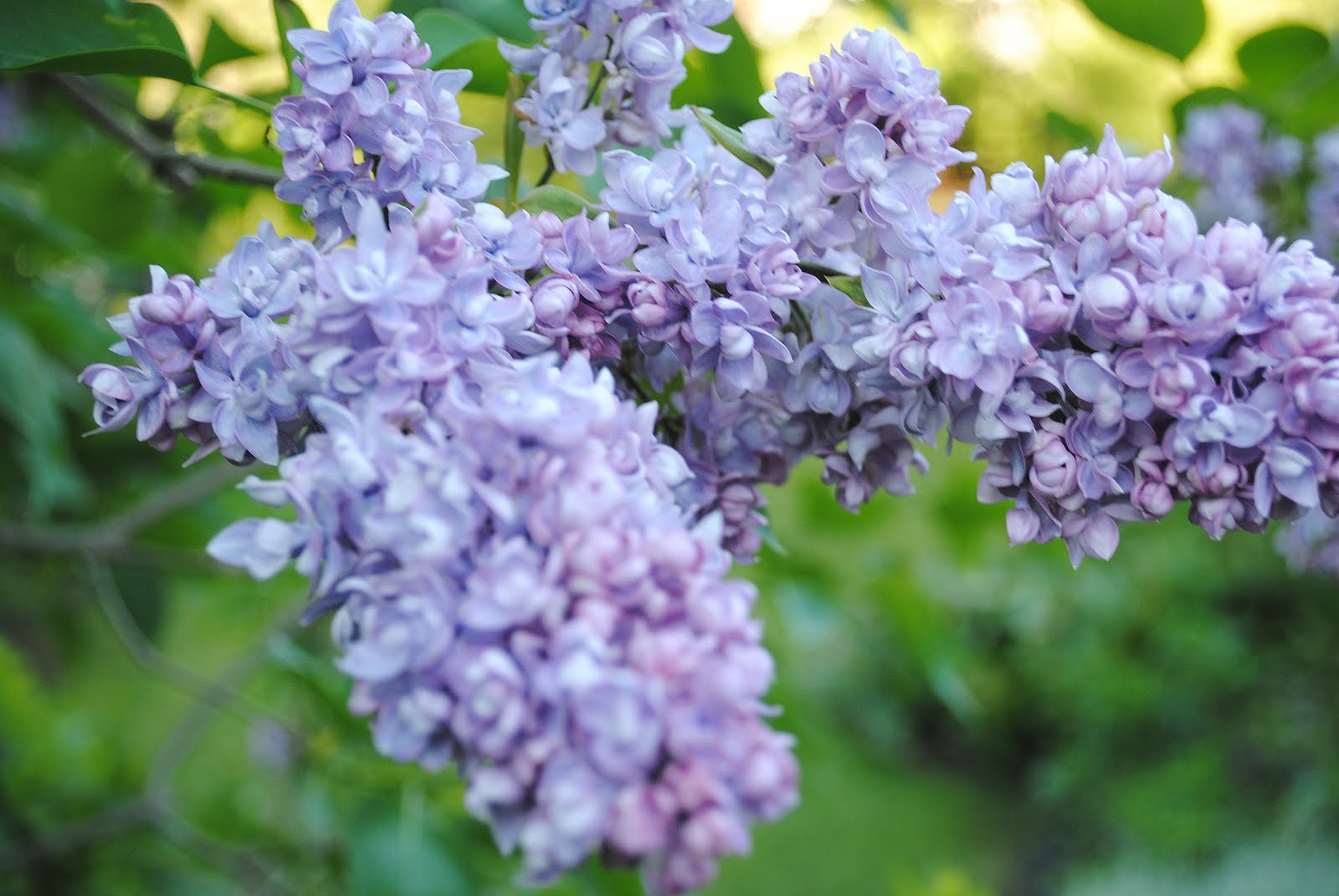 Hagekroken: Vanlig, gammeldags syrin