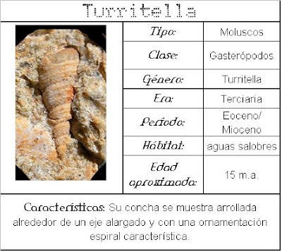 BIO4INA: Turritella