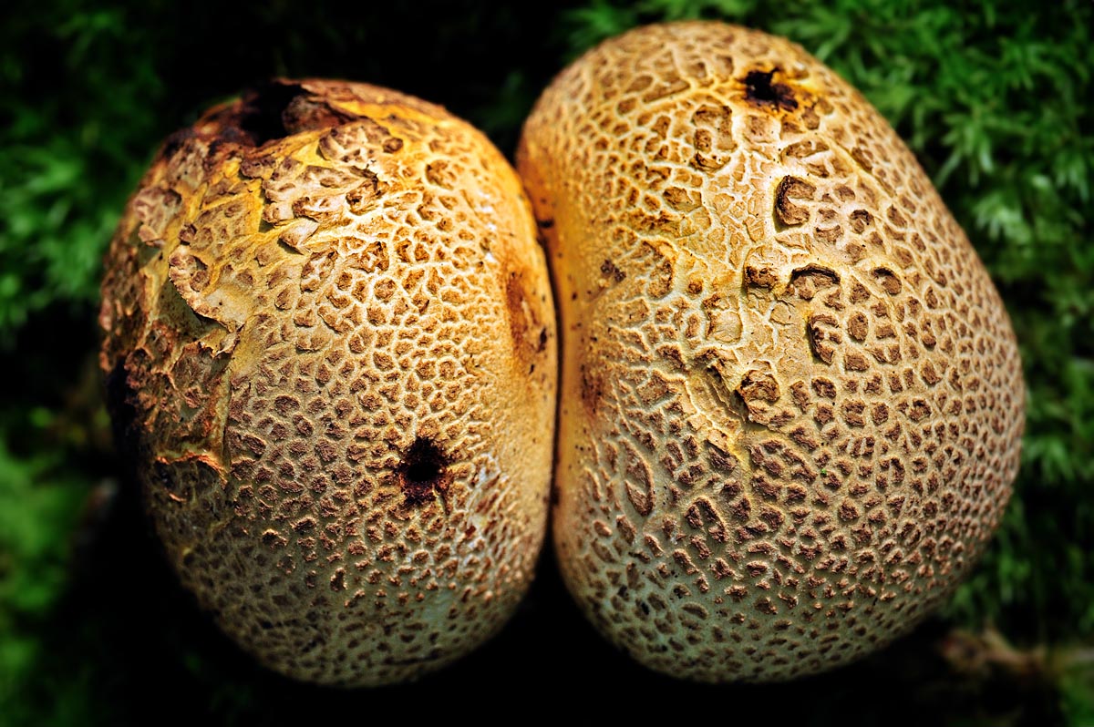 C'est la saison des champignons