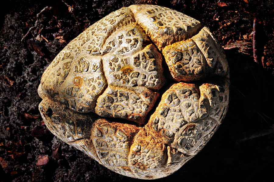 Champignons, fin de saison.