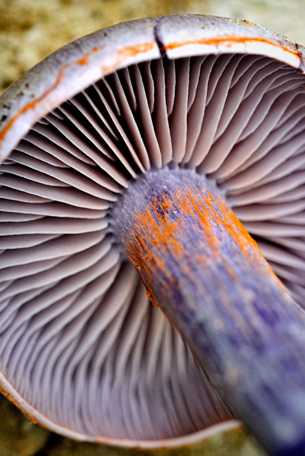 Champignons, fin de saison.