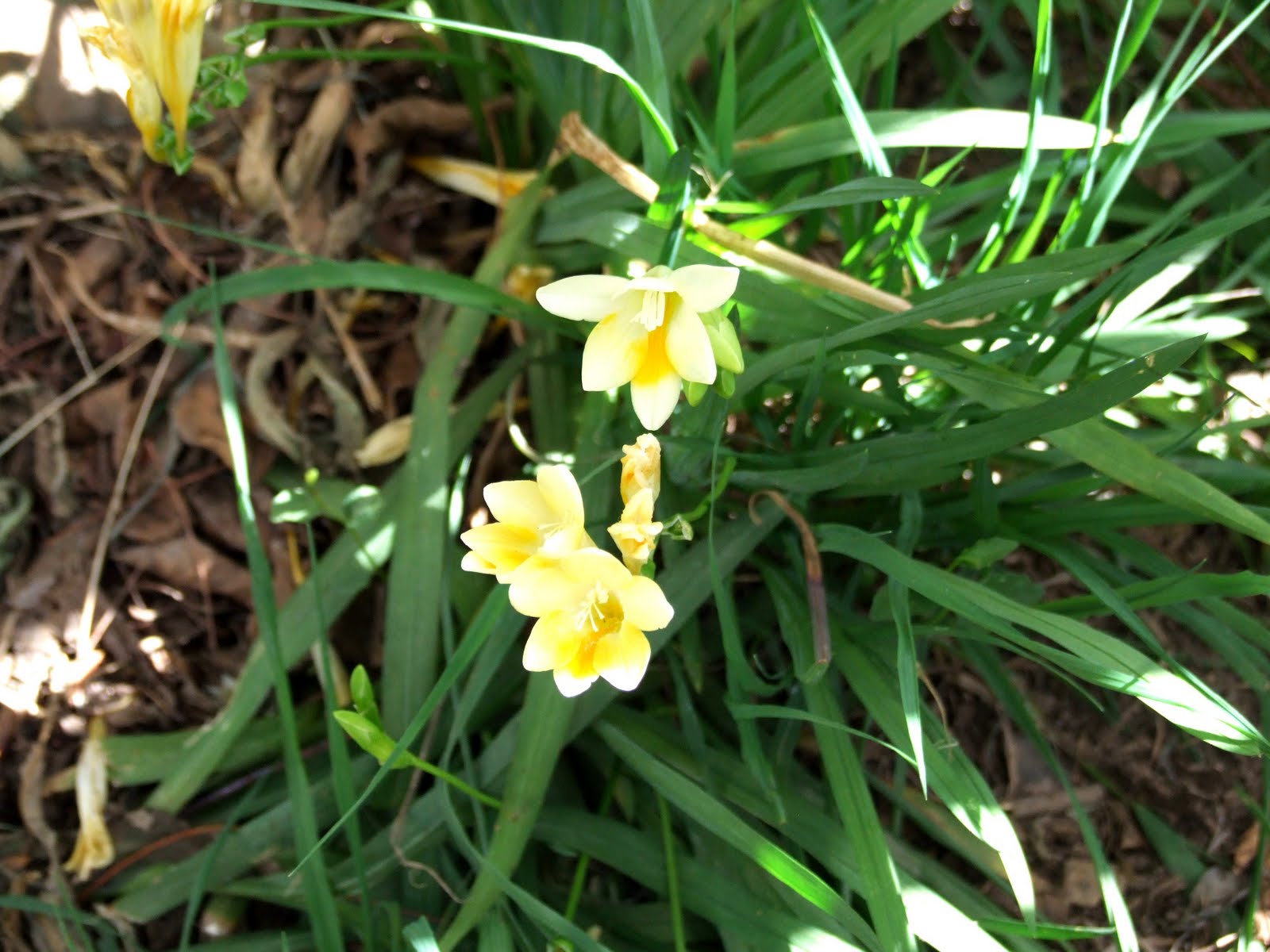 Naturally Carol: Freesia Friday and a Surprise!