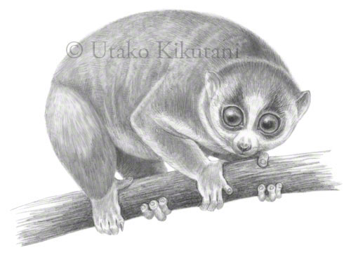 Utako Kikutani Illustration