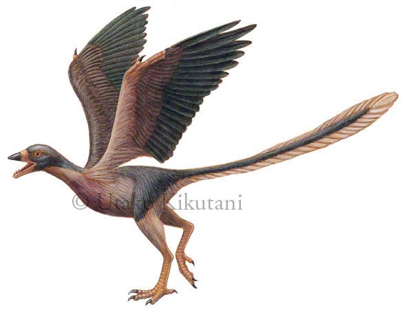 Utako Kikutani Illustration (English)