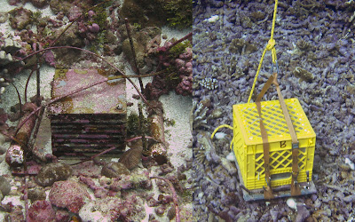 American Samoa & the Pacific Remote Islands: Autonomous Reef Monitoring ...