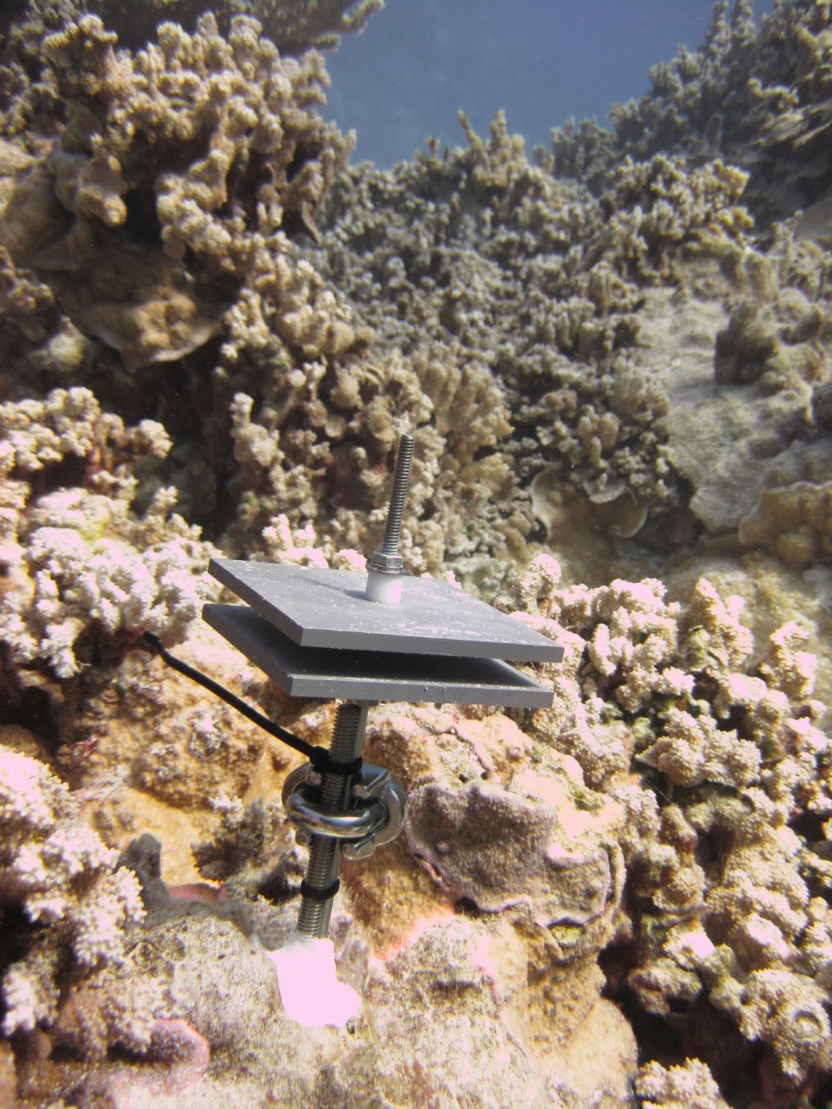 NOAA Coral Reef Ecosystem Division – Mission Blog: Cows in our oceans?