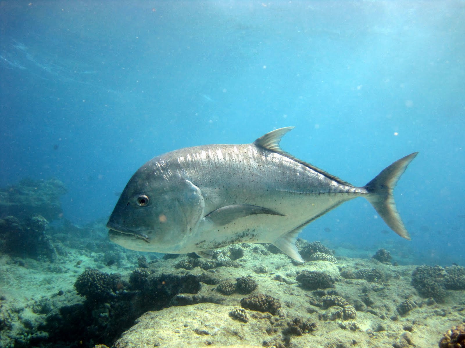 NOAA Coral Reef Ecosystem Division – Mission Blog: Giant Trevallys
