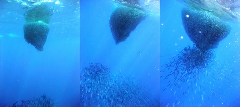 NOAA Coral Reef Ecosystem Division – Mission Blog: Why do fish school?