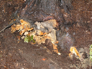 Field Notes: Girdling Roots on a Bradford Pear