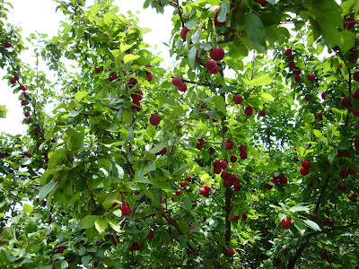 WasIchWillWieIchswWill: Ringlo-Kompott