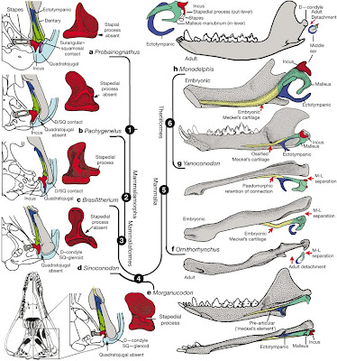 PALAEOBLOG: Evolution of the Middle Ear