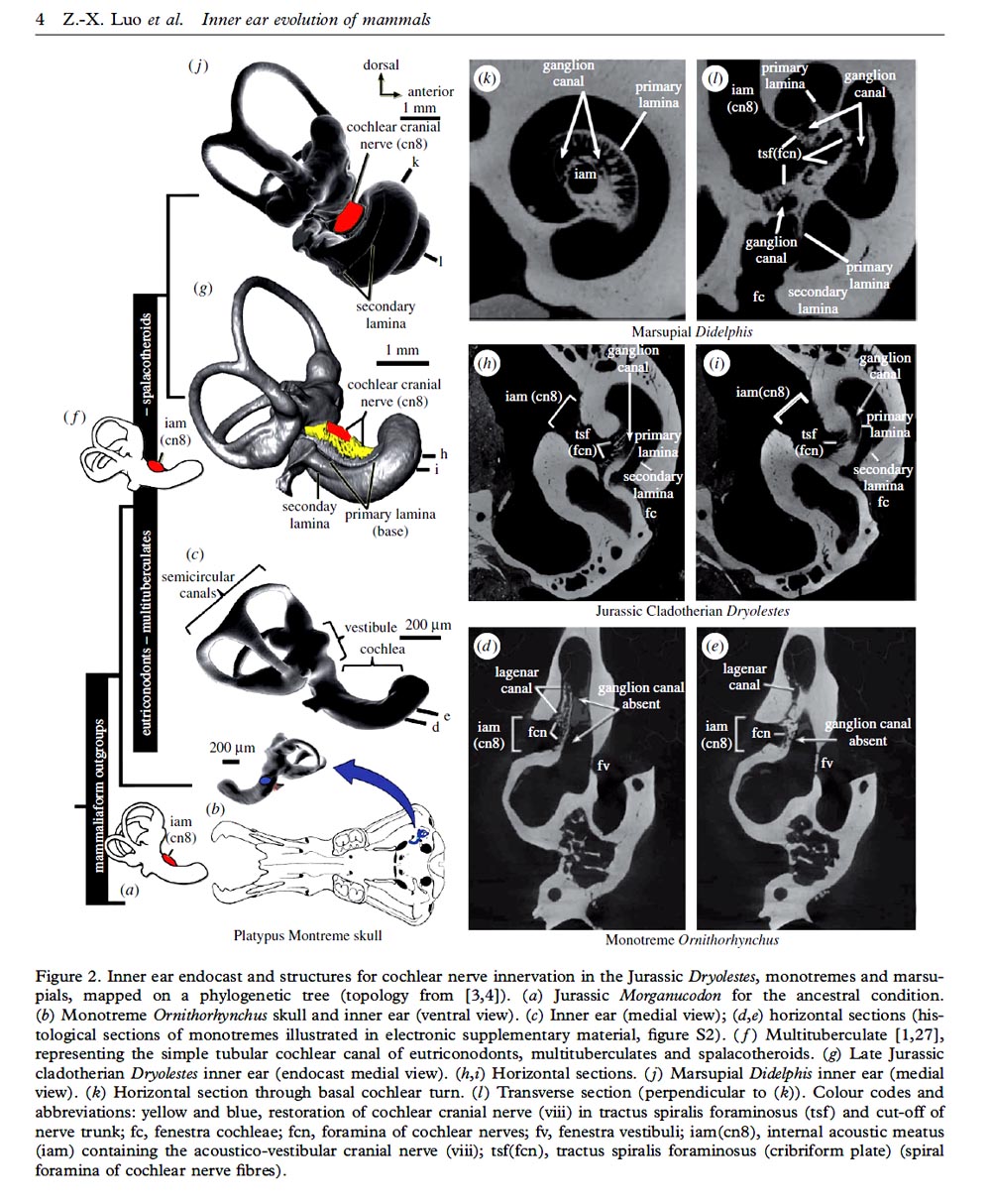 PALAEOBLOG: Evolution of The Inner Ear