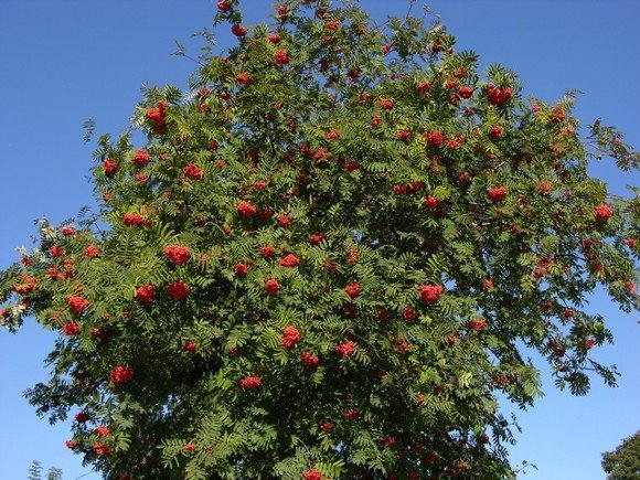 Naturaleza y Medio Ambiente: Serbal de cazadores