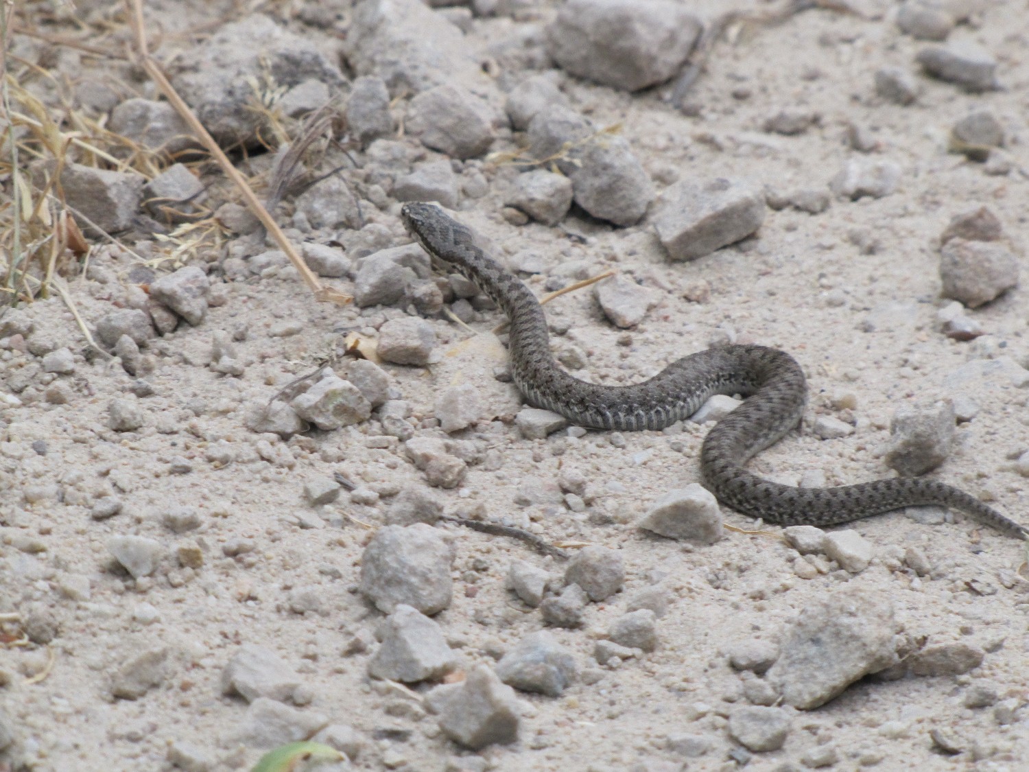 Naturaleza y Medio Ambiente: Vibora