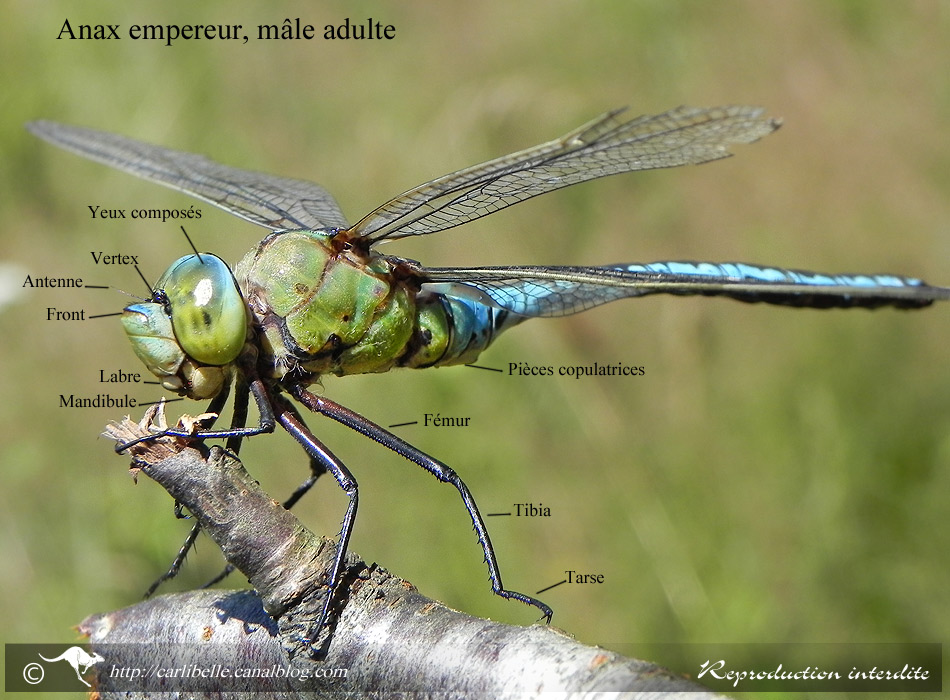 WILDLIFE GATEWAY: ODONATA - Reconnaître les libellules