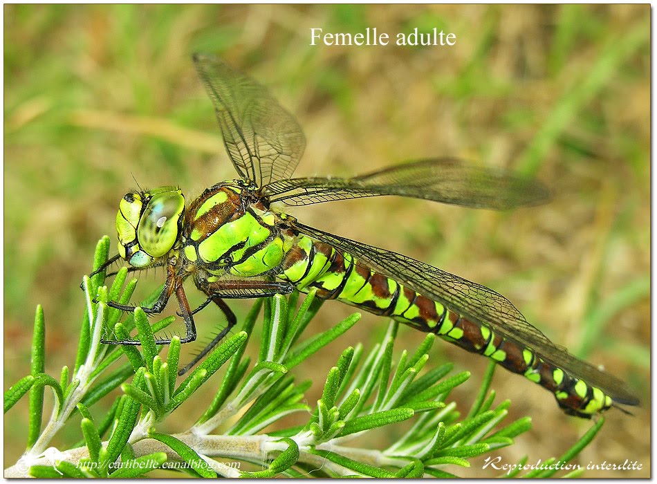 WILDLIFE GATEWAY: ODONATA - Reconnaître les libellules