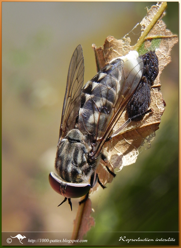 WILDLIFE GATEWAY: Le temps d'un taon!