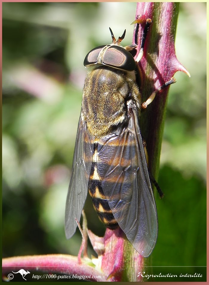 WILDLIFE GATEWAY: Rencontre avec le beau temps