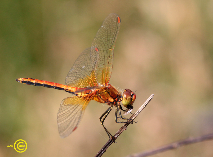 Libellules de France et dAilleurs - DRAGONFLY WORLD: Au pays des ...
