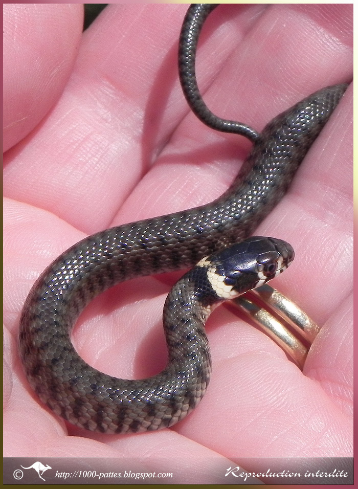 WILDLIFE GATEWAY: La Couleuvre à collier