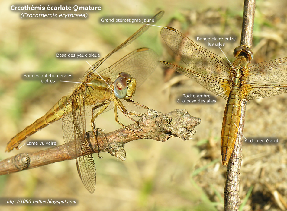 WILDLIFE GATEWAY: ODONATA - Reconnaître les libellules