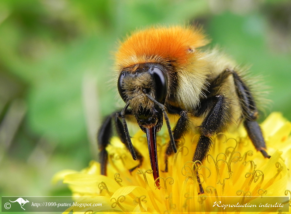 WILDLIFE GATEWAY: Mes derniers bourdons!
