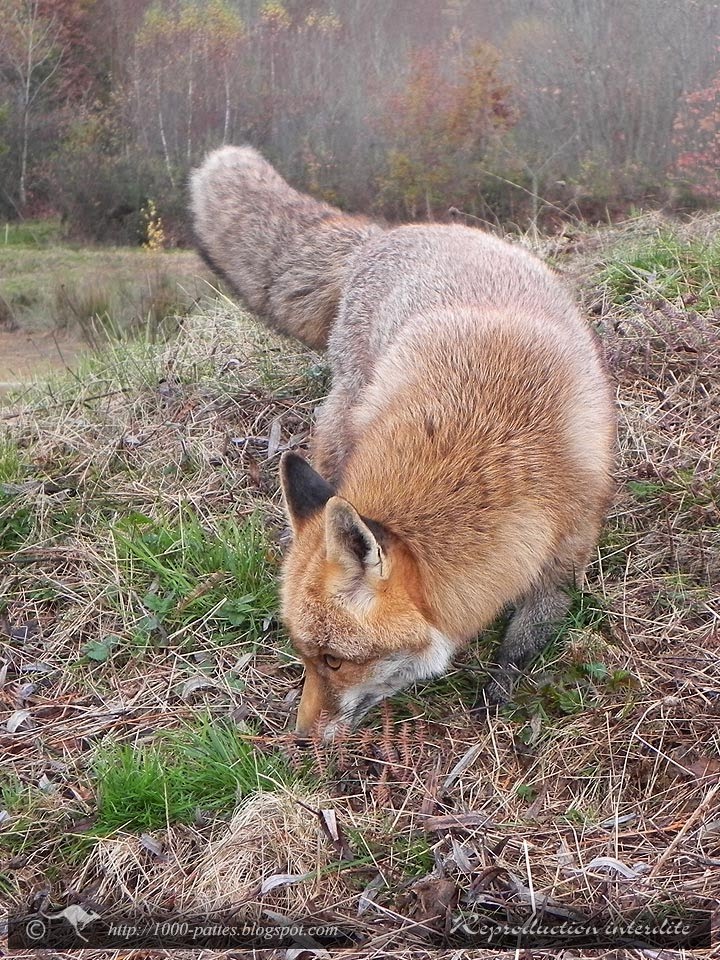 WILDLIFE GATEWAY: Goupil, la renarde - 02