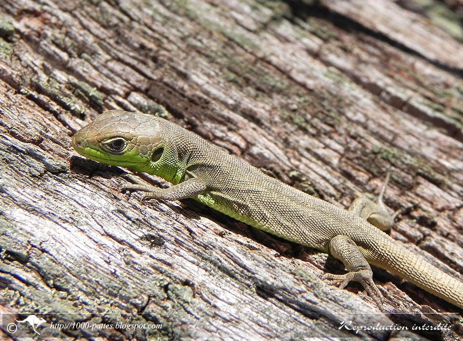WILDLIFE GATEWAY: Jeune lézard vert