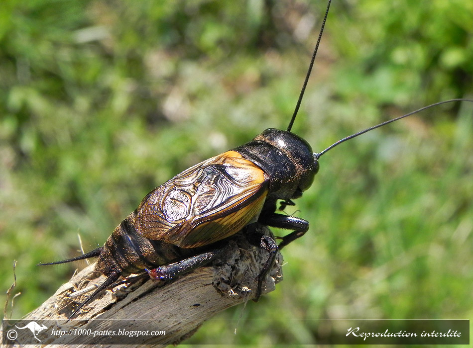 WILDLIFE GATEWAY: Le grillon champêtre