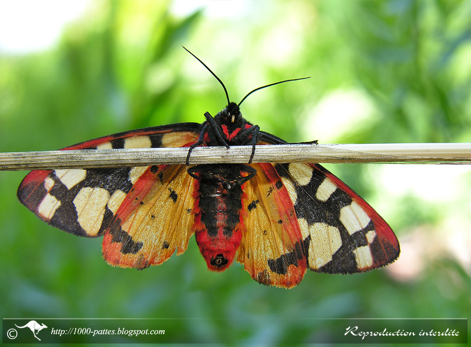 WILDLIFE GATEWAY: Les variations de l'Ecaille fermière!