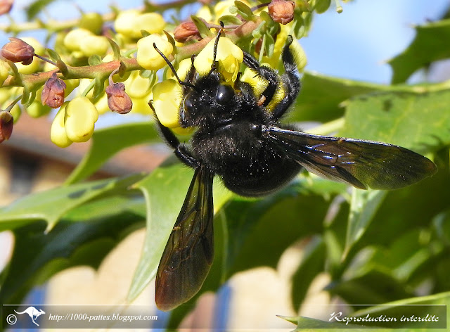 WILDLIFE GATEWAY: Xylocope Violacé