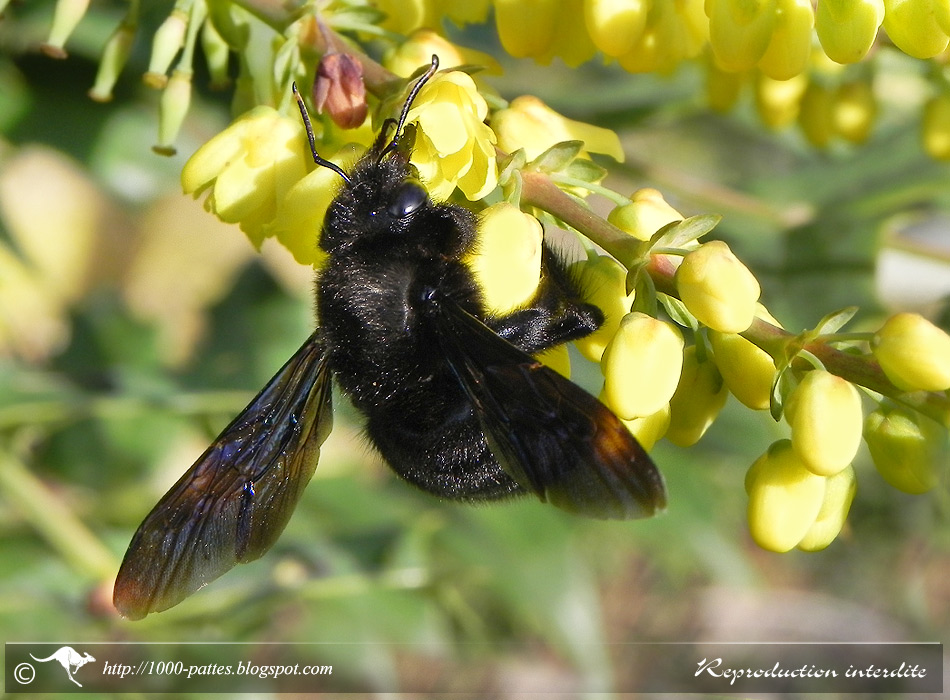 WILDLIFE GATEWAY: Xylocope Violacé