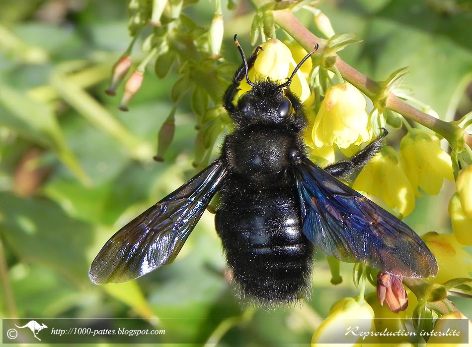 WILDLIFE GATEWAY: Xylocope Violacé