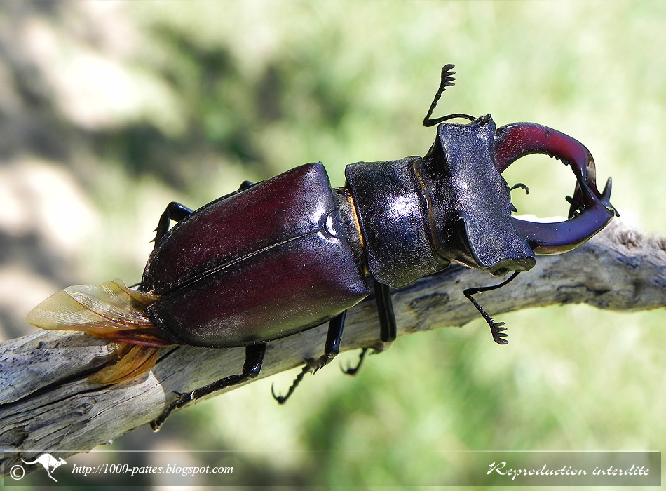 WILDLIFE GATEWAY: Petite biche VS Lucanus cervus