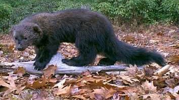The Scratching Pad: Fisher Cat!!!