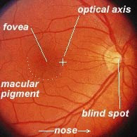 Phimaimedicine: 319. Ophthalmoscope/Fundus examination