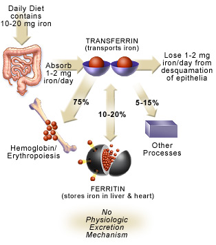 Phimaimedicine: 574. Iron study