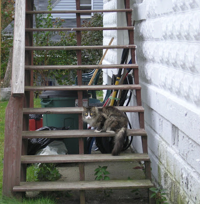 Homeless Cats - Russia