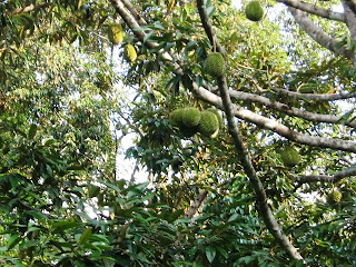 Dusun Buah-buahan Kampung Bandar, Baling
