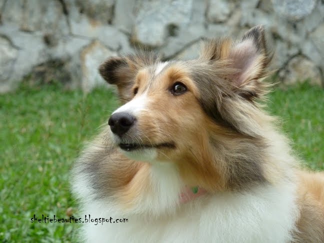 Eva the Sheltie: She's Eva, not Lassie