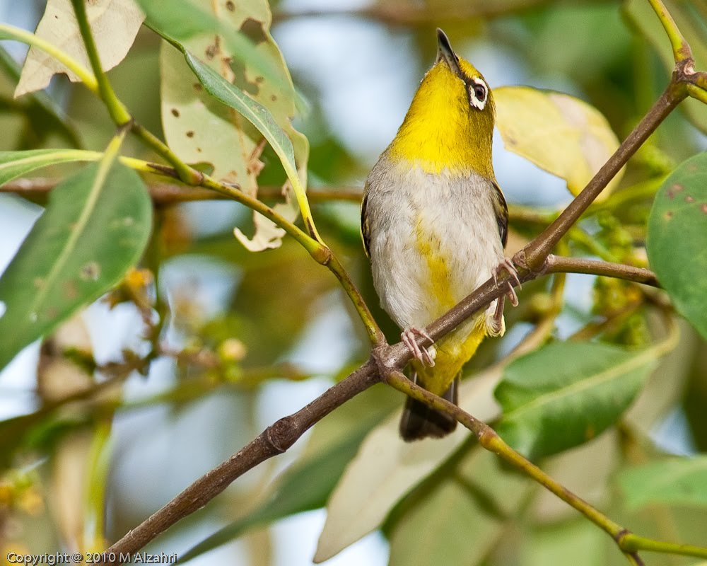 Naturalist Photography: Mangrove Birds of Pulau Burung