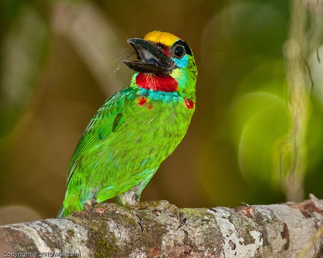 Naturalist Photography: Male Red-Throated Barbet making his territorial ...