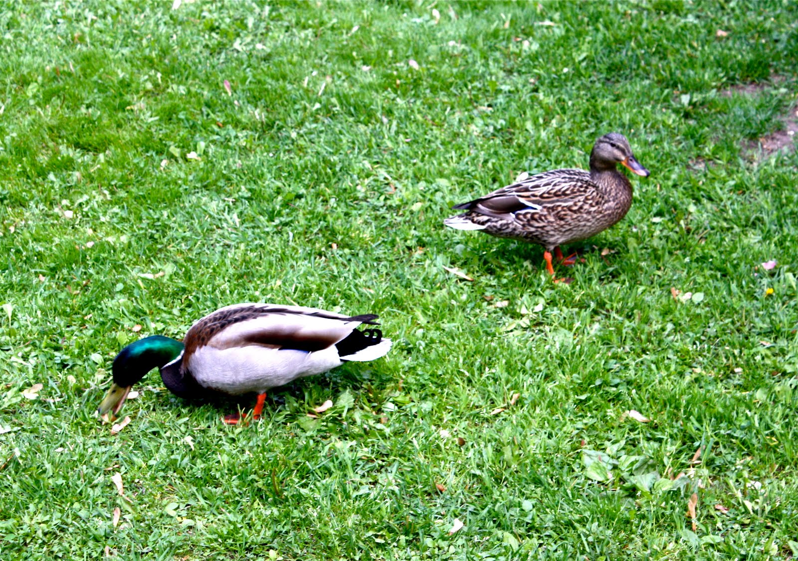 Under the High Chair: Meatless Monday: Asparagus & Tomato Pizza with Pesto