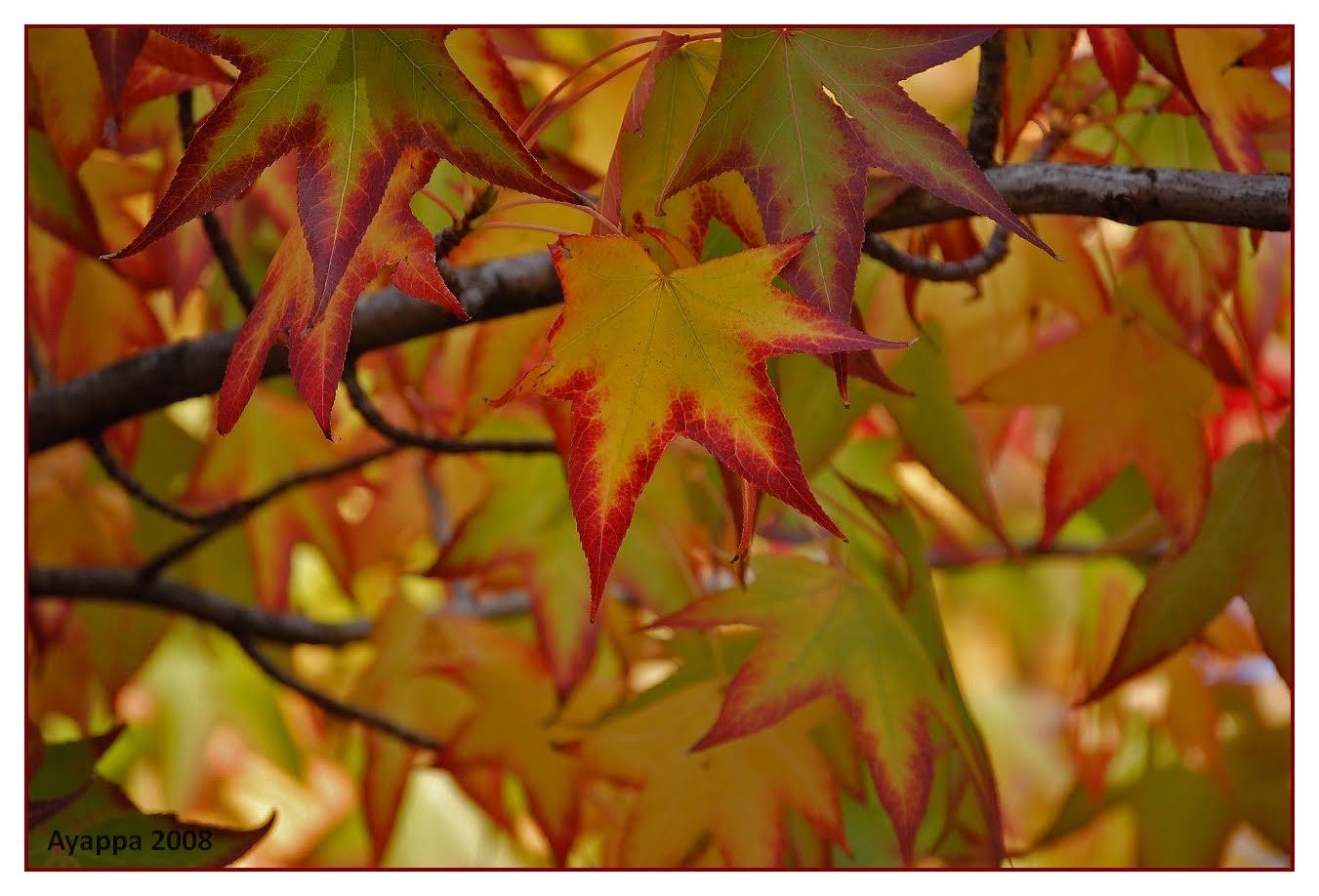 Alberi e dintorni: Ambra d'Autunno