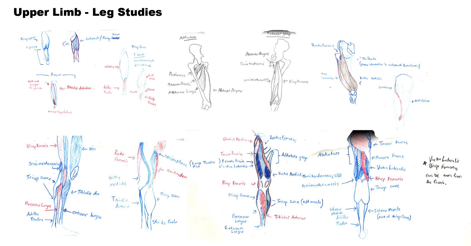 Anatomy Studies: Leg Studies