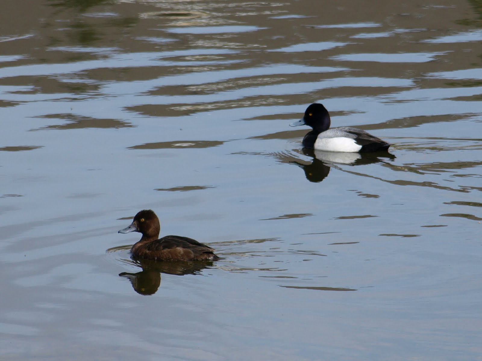 Nature Wallpapers: Lesser Scaup