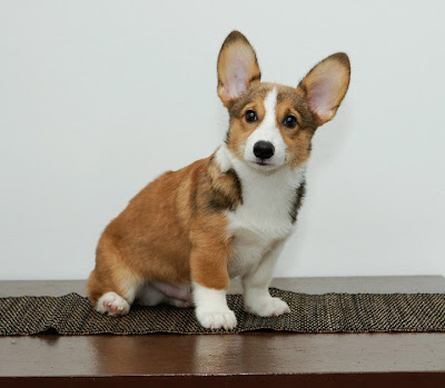 HAPPY FURRY HOUSE: Scooby - Corgy