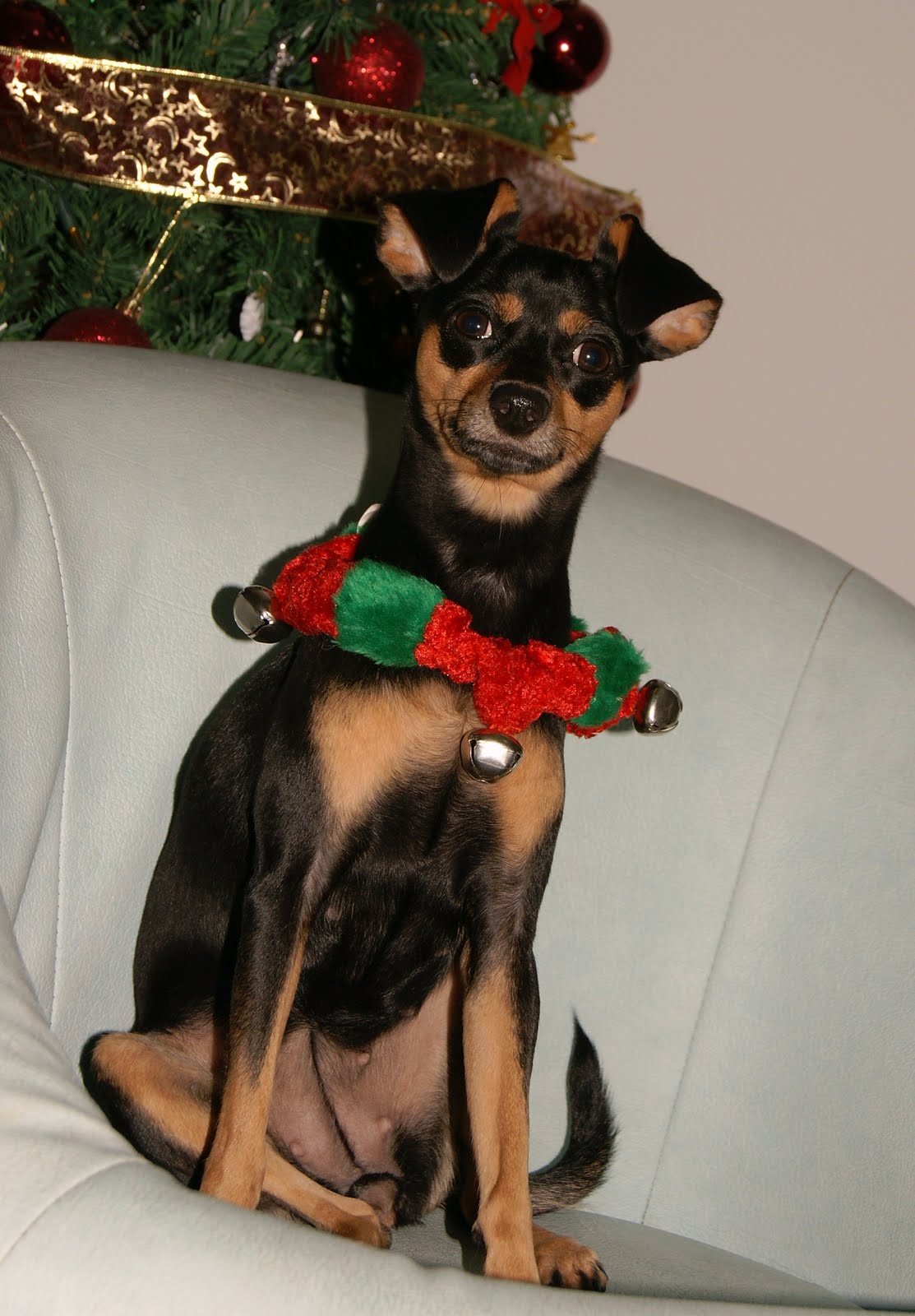 HAPPY FURRY HOUSE: Minnie - Miniature Pincher