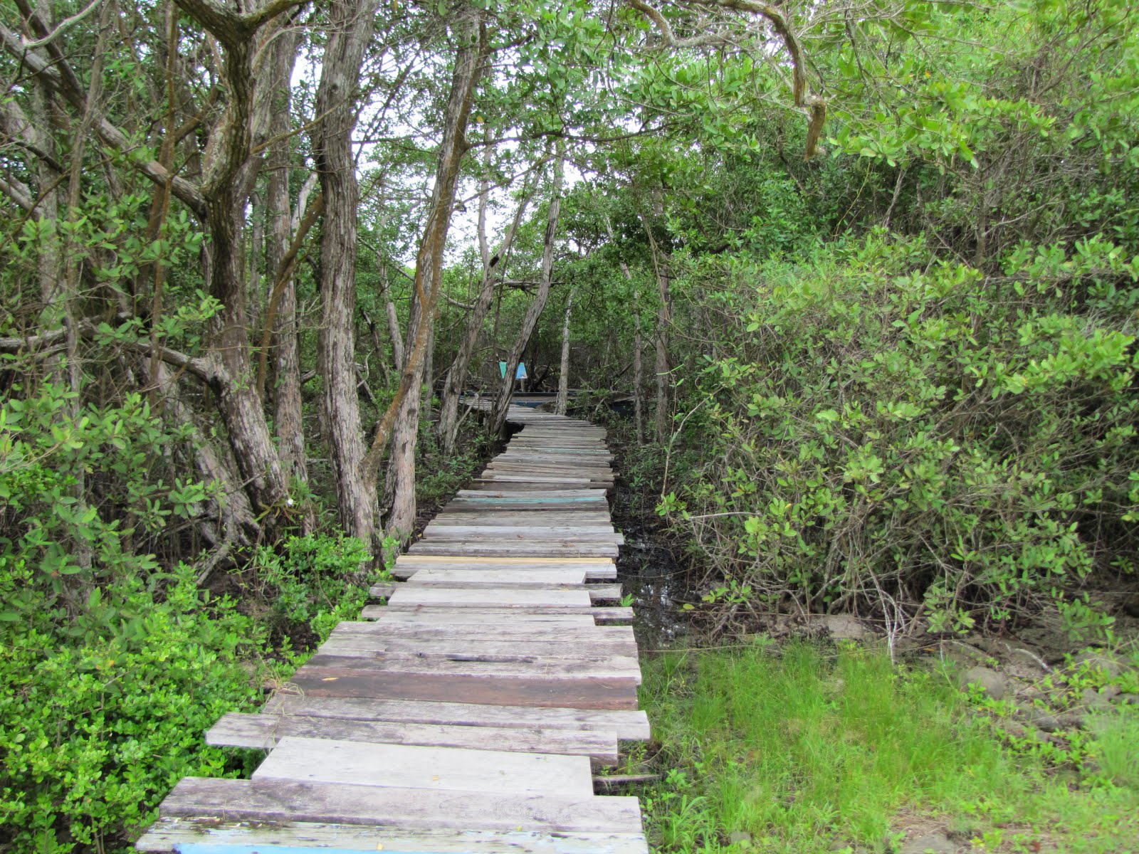 Barro Colorado Island research experience for teachers: Punta Galeta