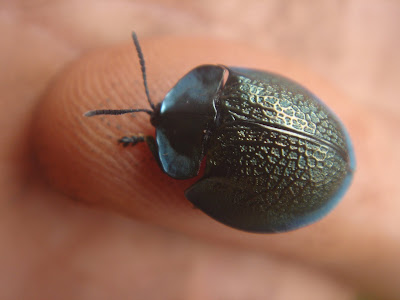 Mama Roja: Sustainable Living : Plaster Bugs